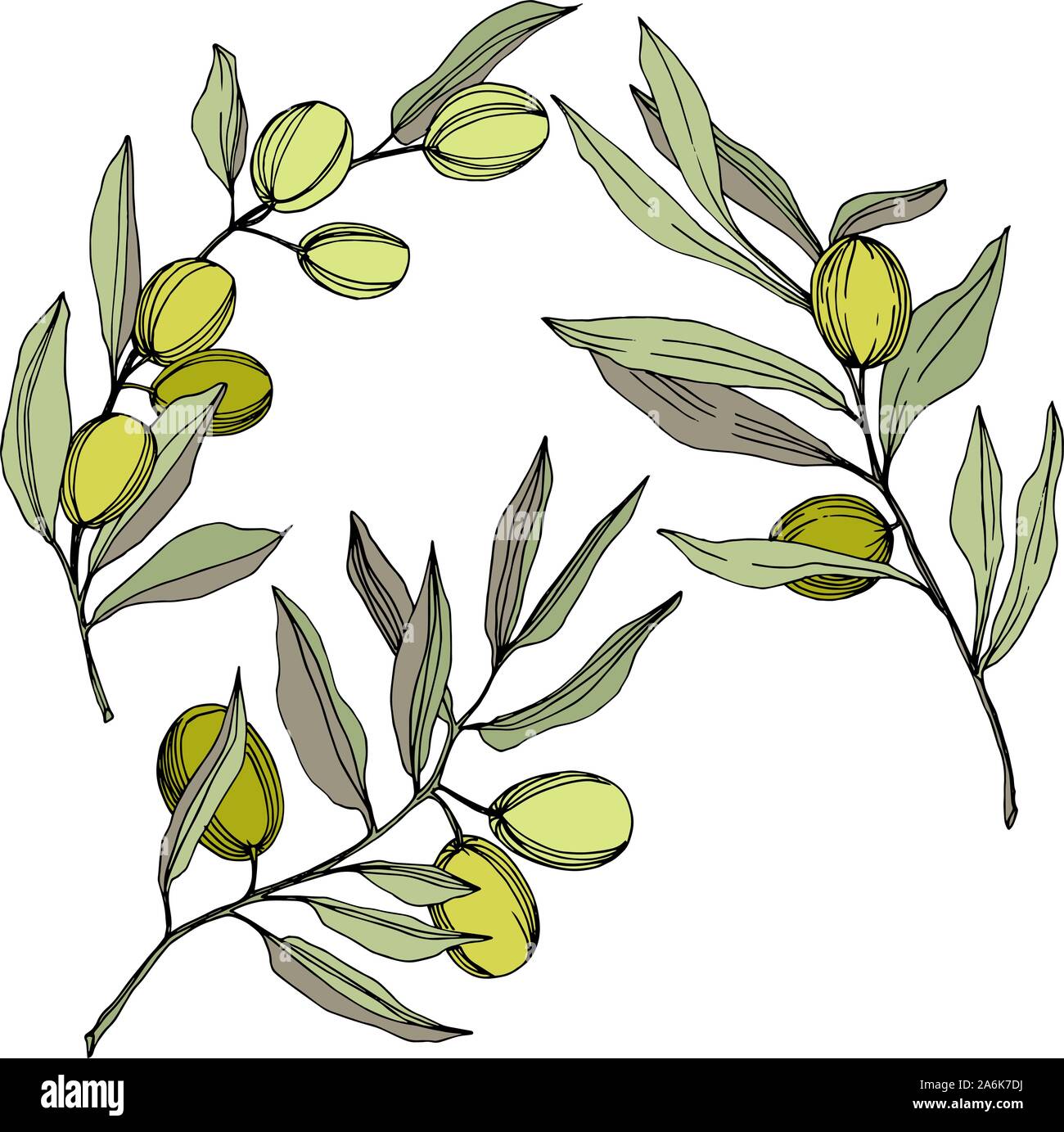 Olive tree in a vector style isolated. Green engraved ink art Stock ...