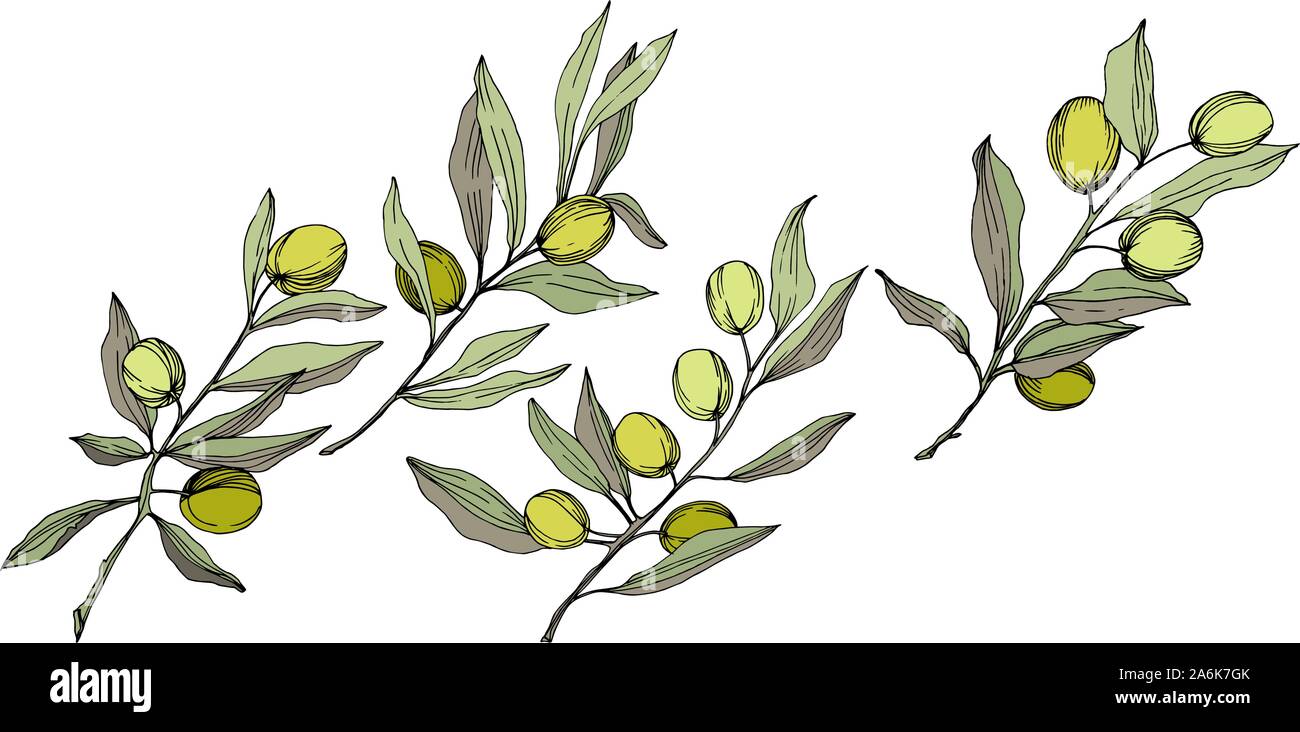 Olive tree in a vector style isolated. Green engraved ink art Stock ...