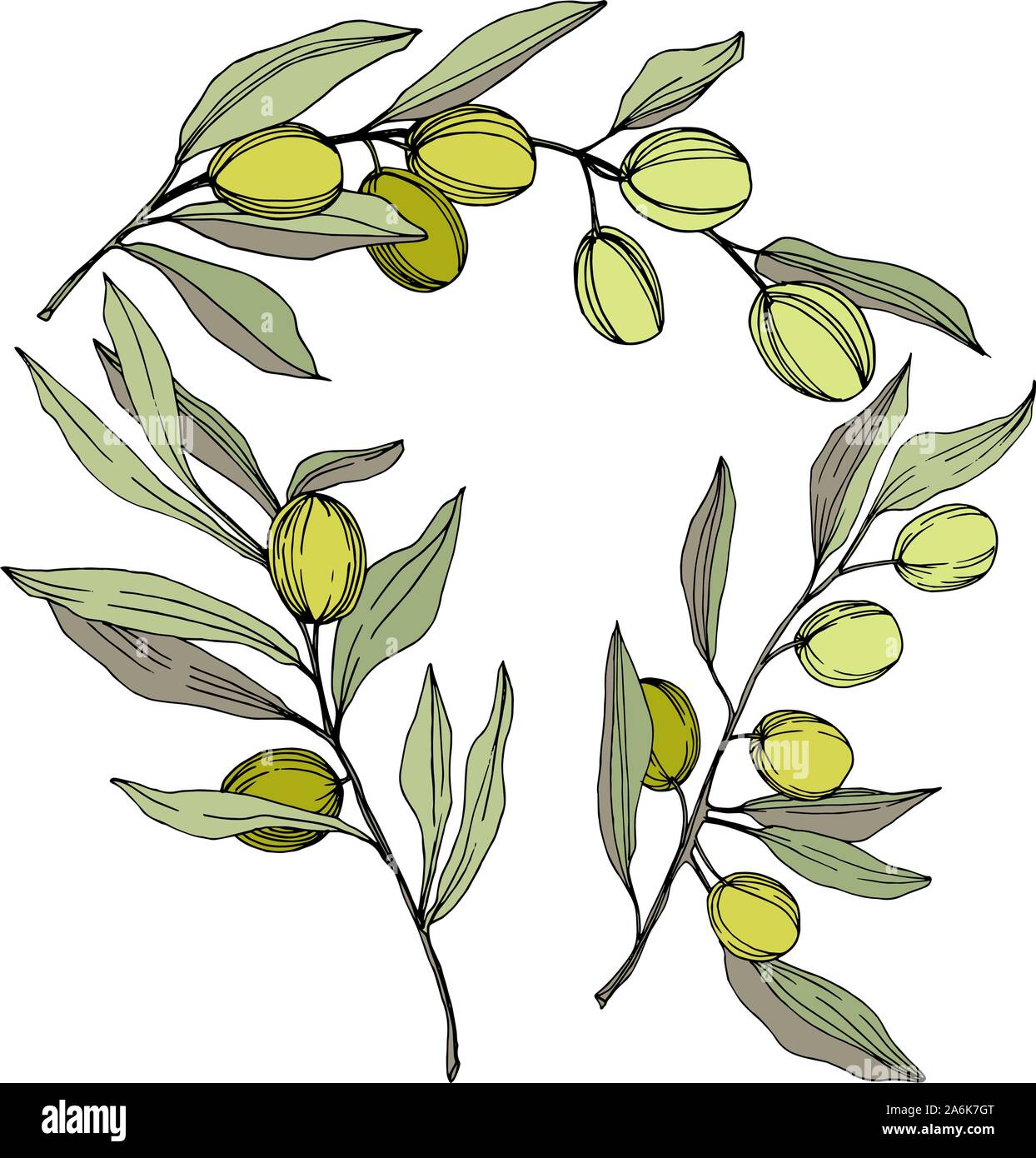Olive tree in a vector style isolated. Green engraved ink art Stock ...
