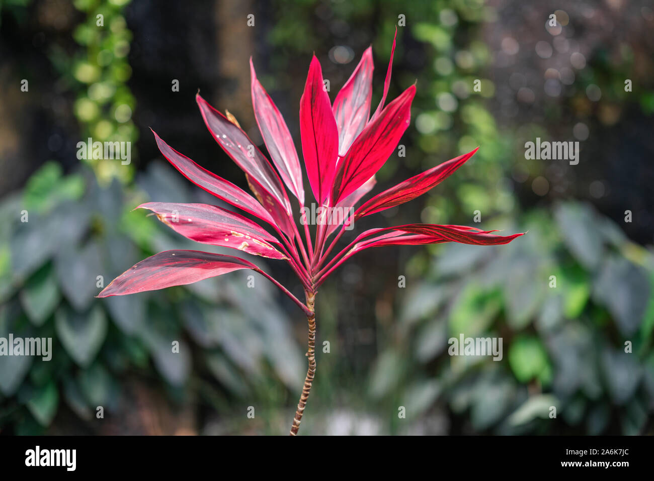 Beautiful red Ti plant on blurred green background. Asparagus family ...