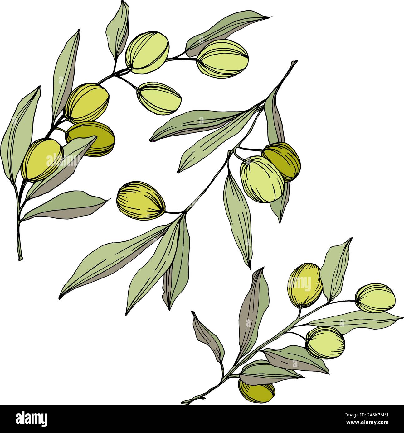 Olive tree in a vector style isolated. Green engraved ink art Stock ...