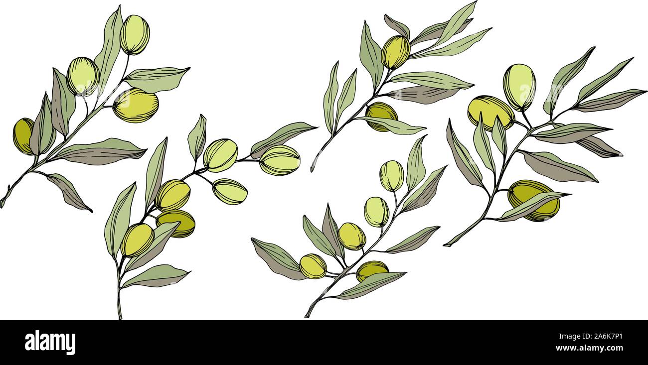 Olive tree in a vector style isolated. Green engraved ink art Stock ...