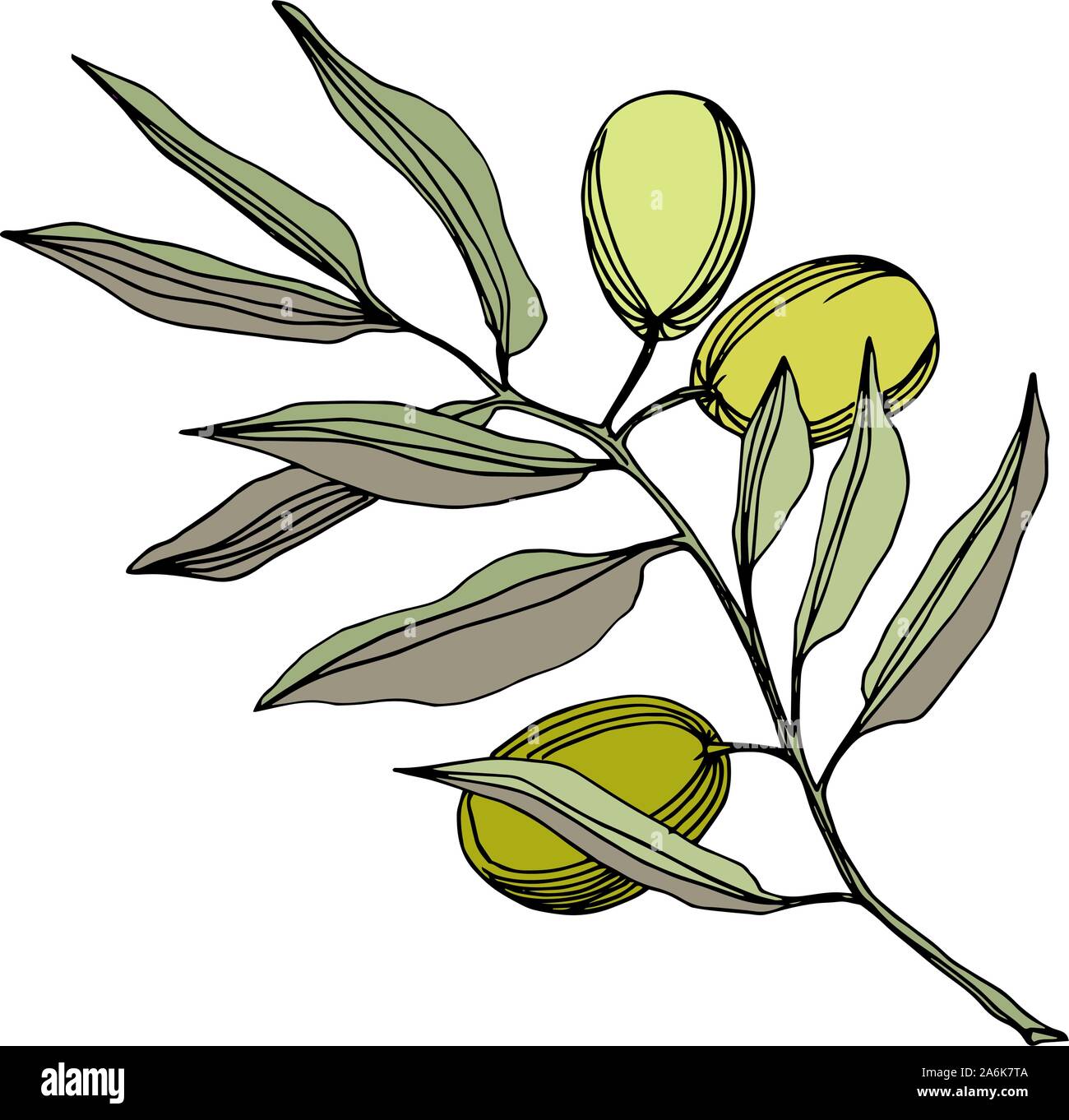 Olive tree in a vector style isolated. Green engraved ink art Stock ...