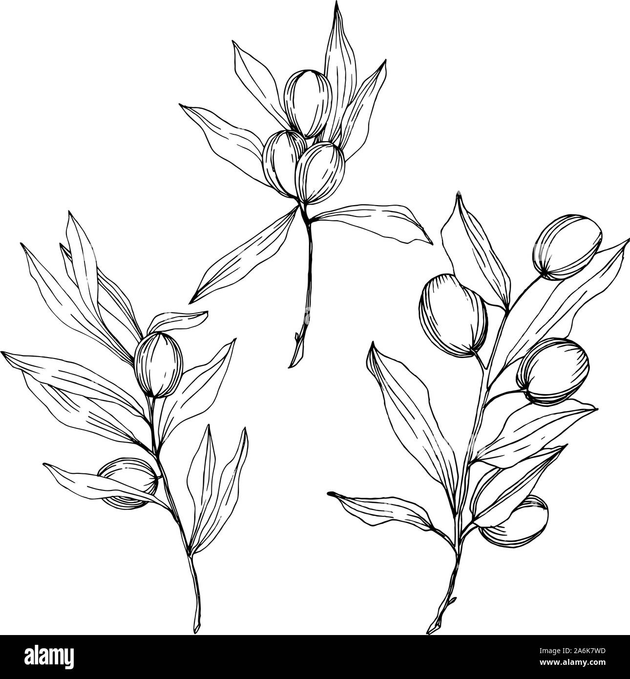 Olive tree in a vector style isolated. Black and white engraved ink art ...