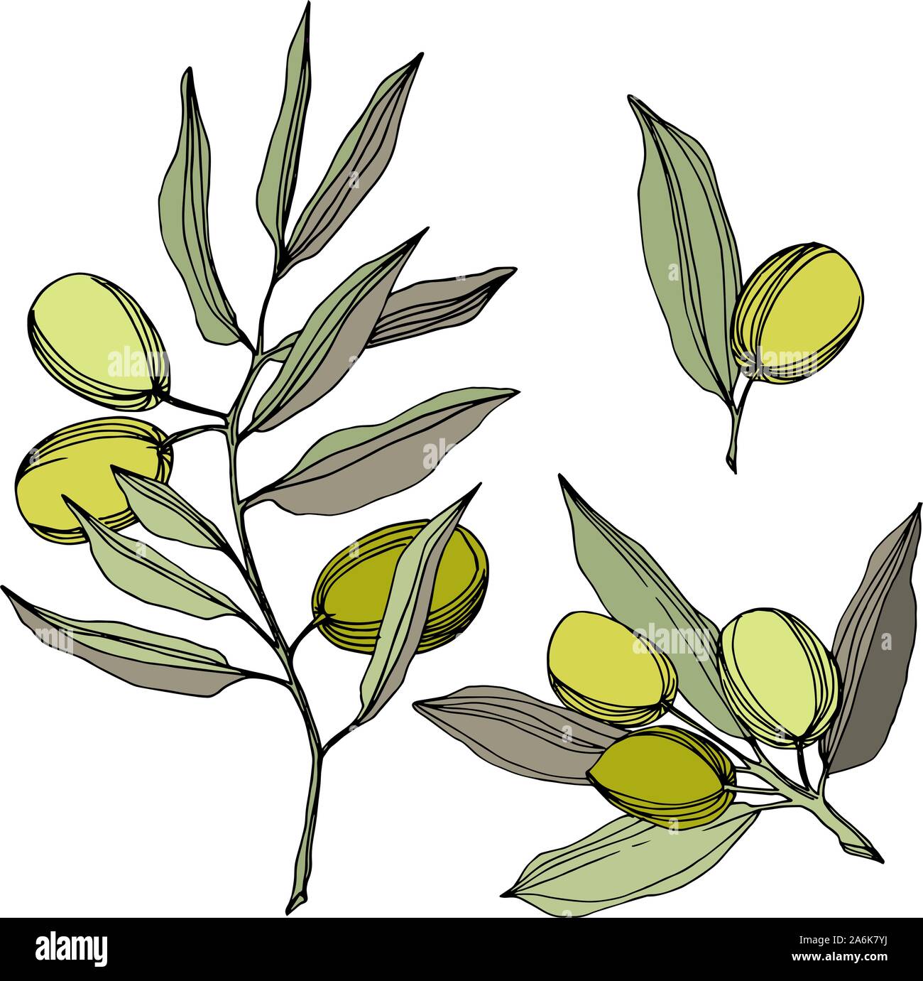 Olive tree in a vector style isolated. Green engraved ink art Stock ...