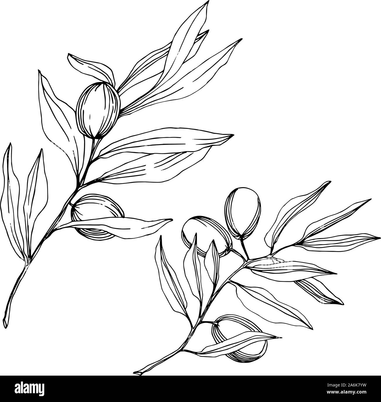 Olive tree in a vector style isolated. Black and white engraved ink art ...