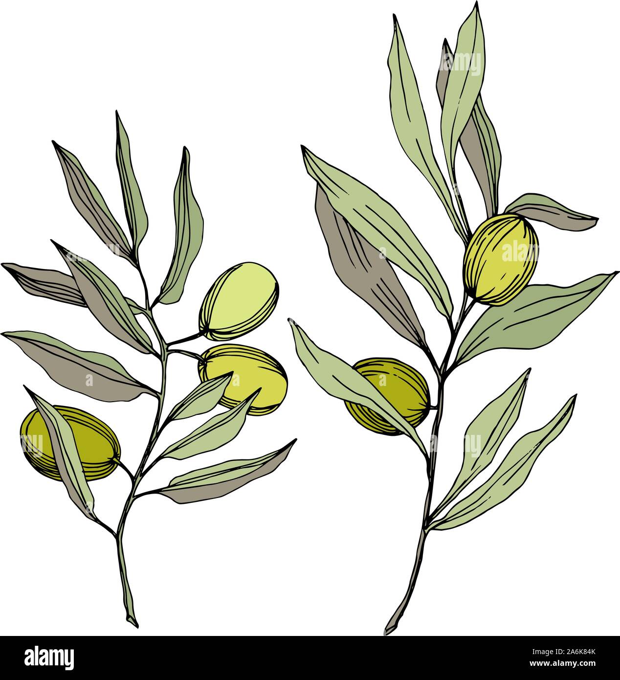 Olive tree in a vector style isolated. Green engraved ink art Stock ...
