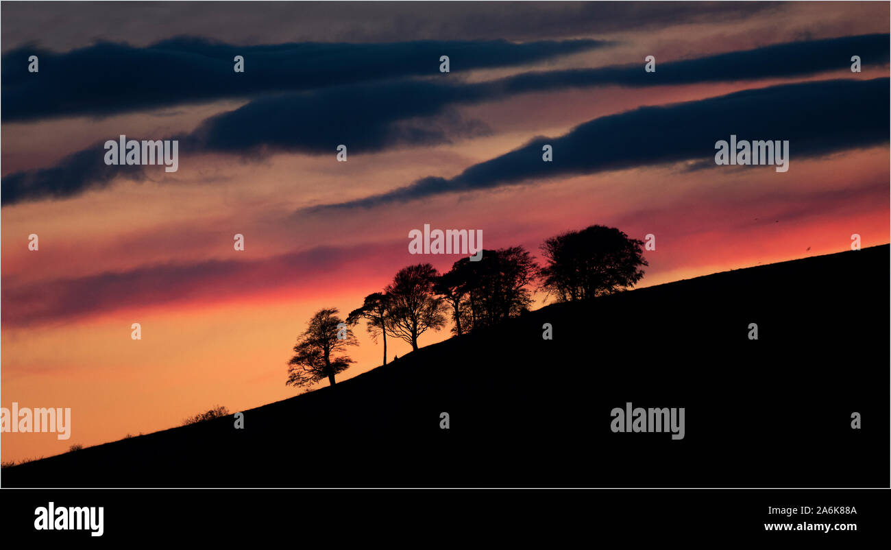 Beeswing hi-res stock photography and images - Alamy