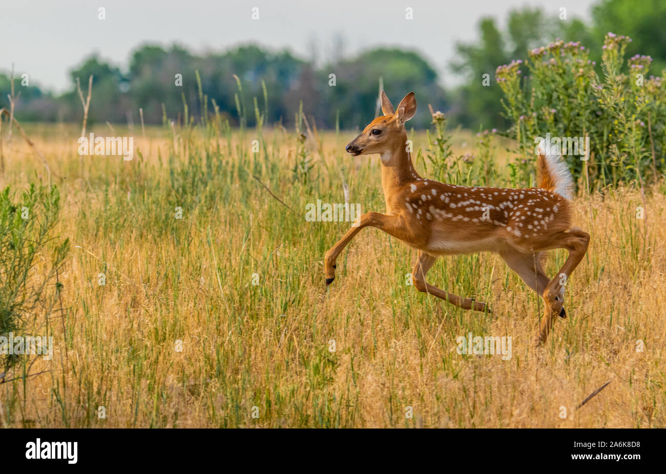A Beautiful White-tailed Deer Fawn Frolicking in a Grassy Field Stock ...