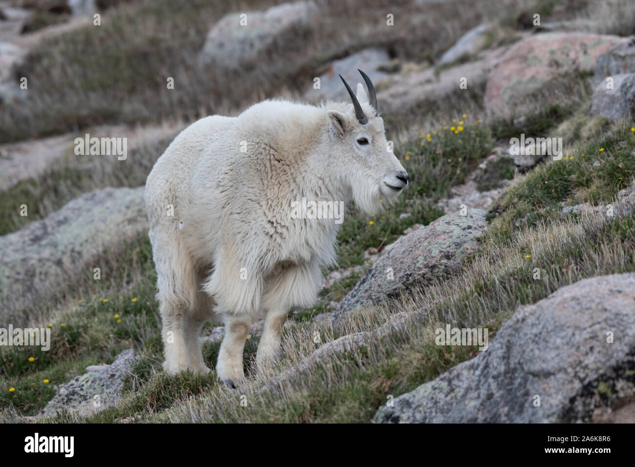 Big horn goat hi-res stock photography and images - Alamy