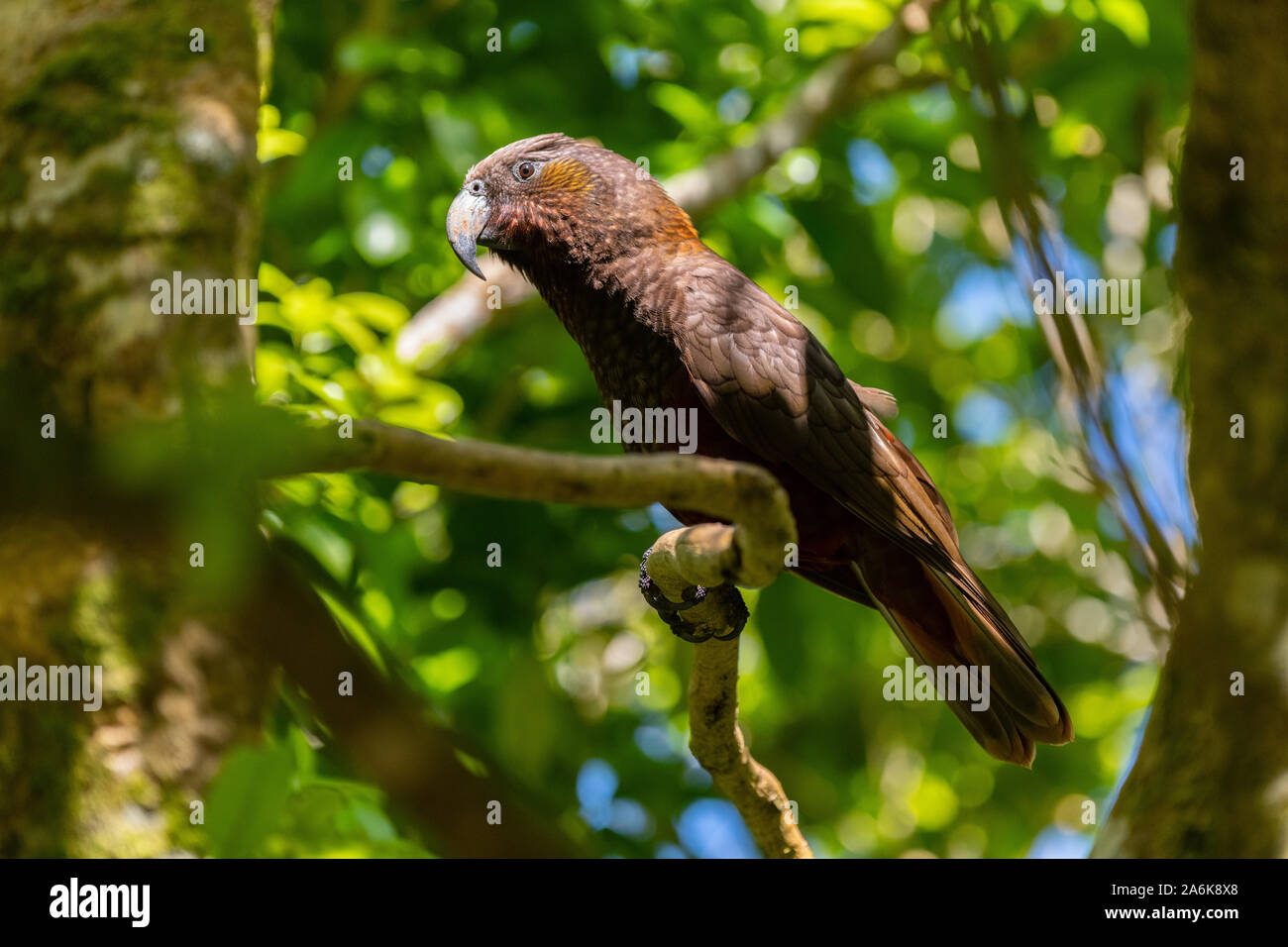 Kaka hi-res stock photography and images - Alamy