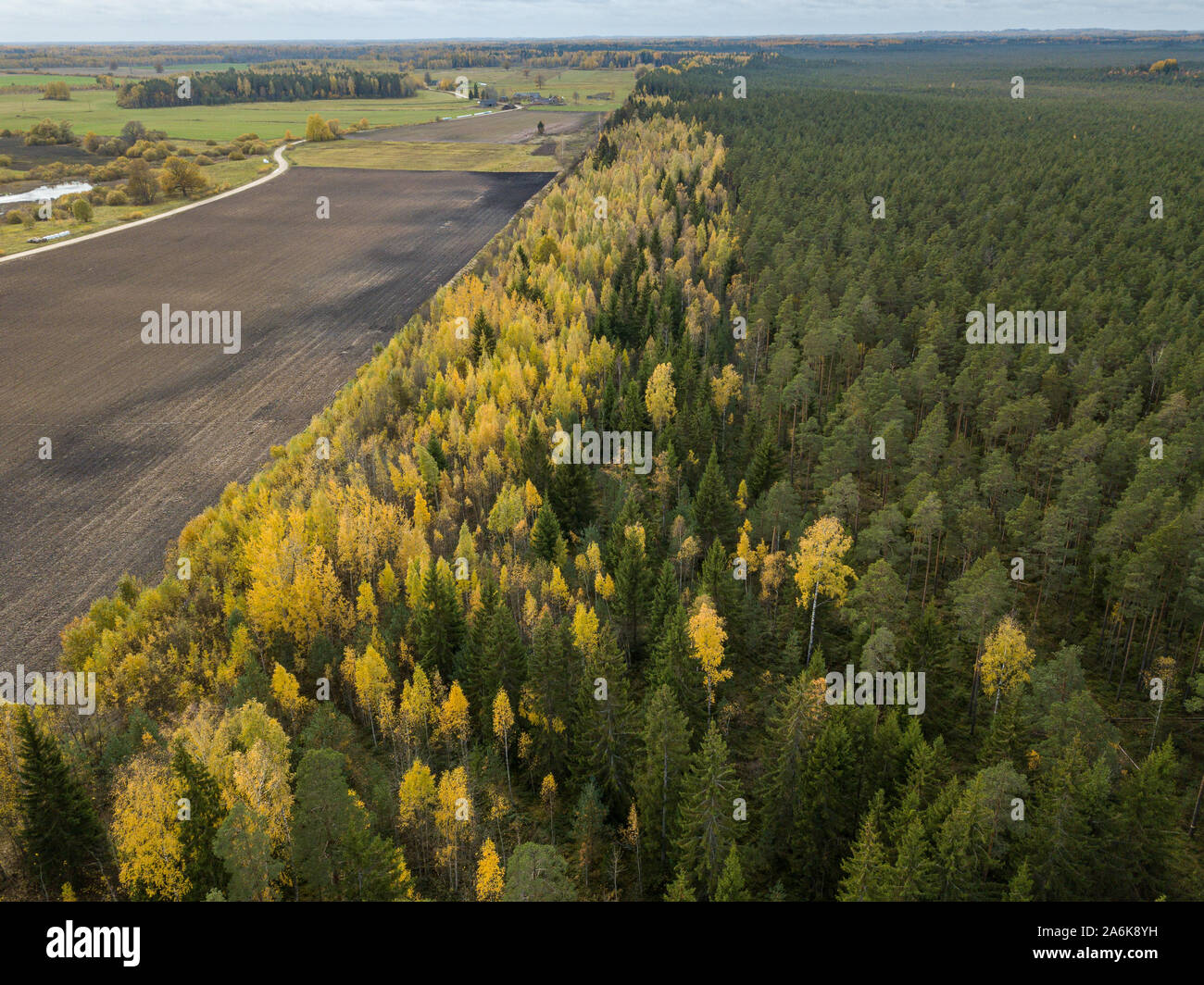 autumn orange and green colored leaf tree forest from above. drone ...