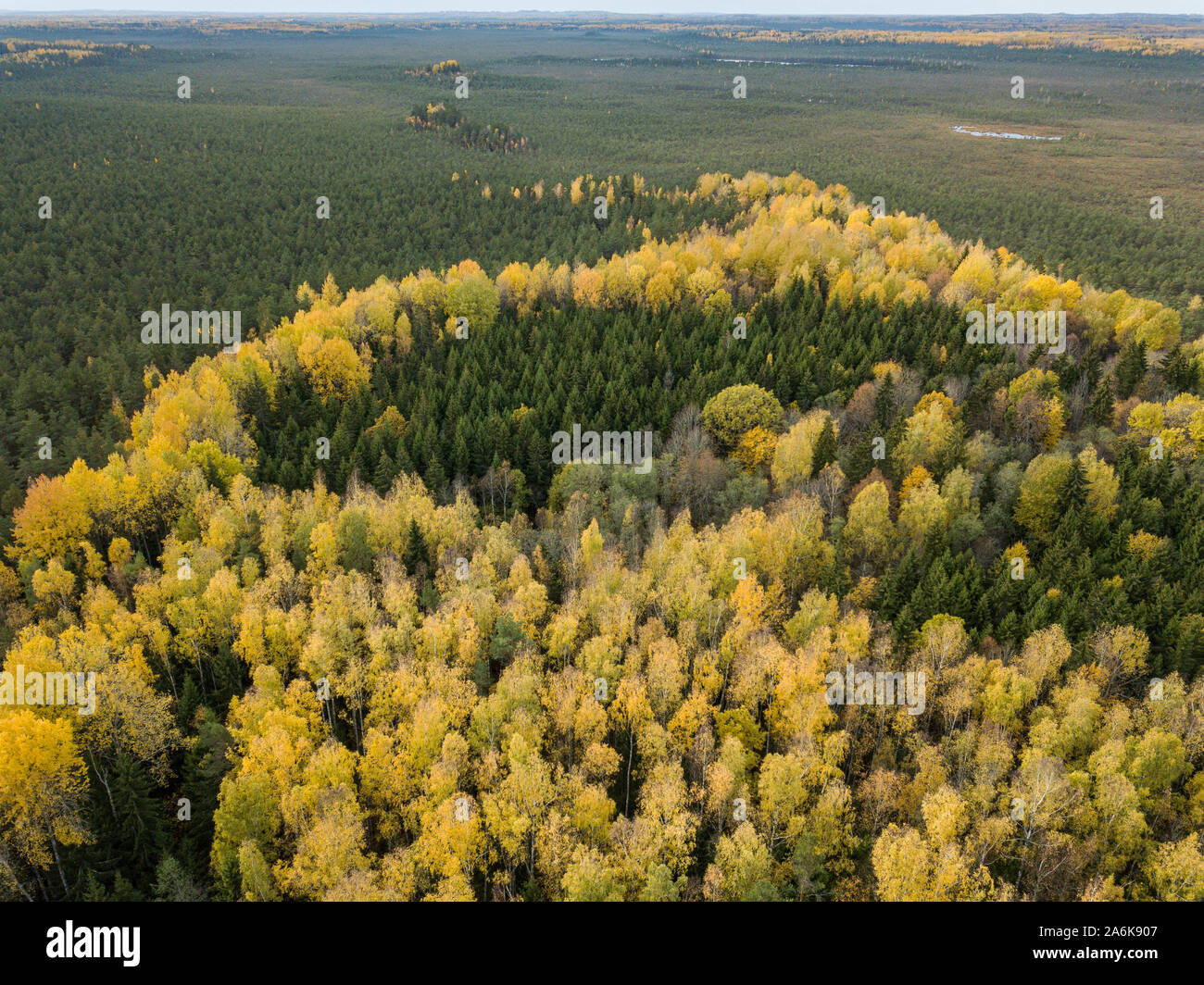 autumn orange and green colored leaf tree forest from above. drone ...