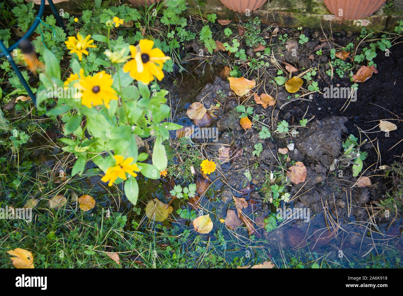 Flooded garden soil hi-res stock photography and images - Alamy