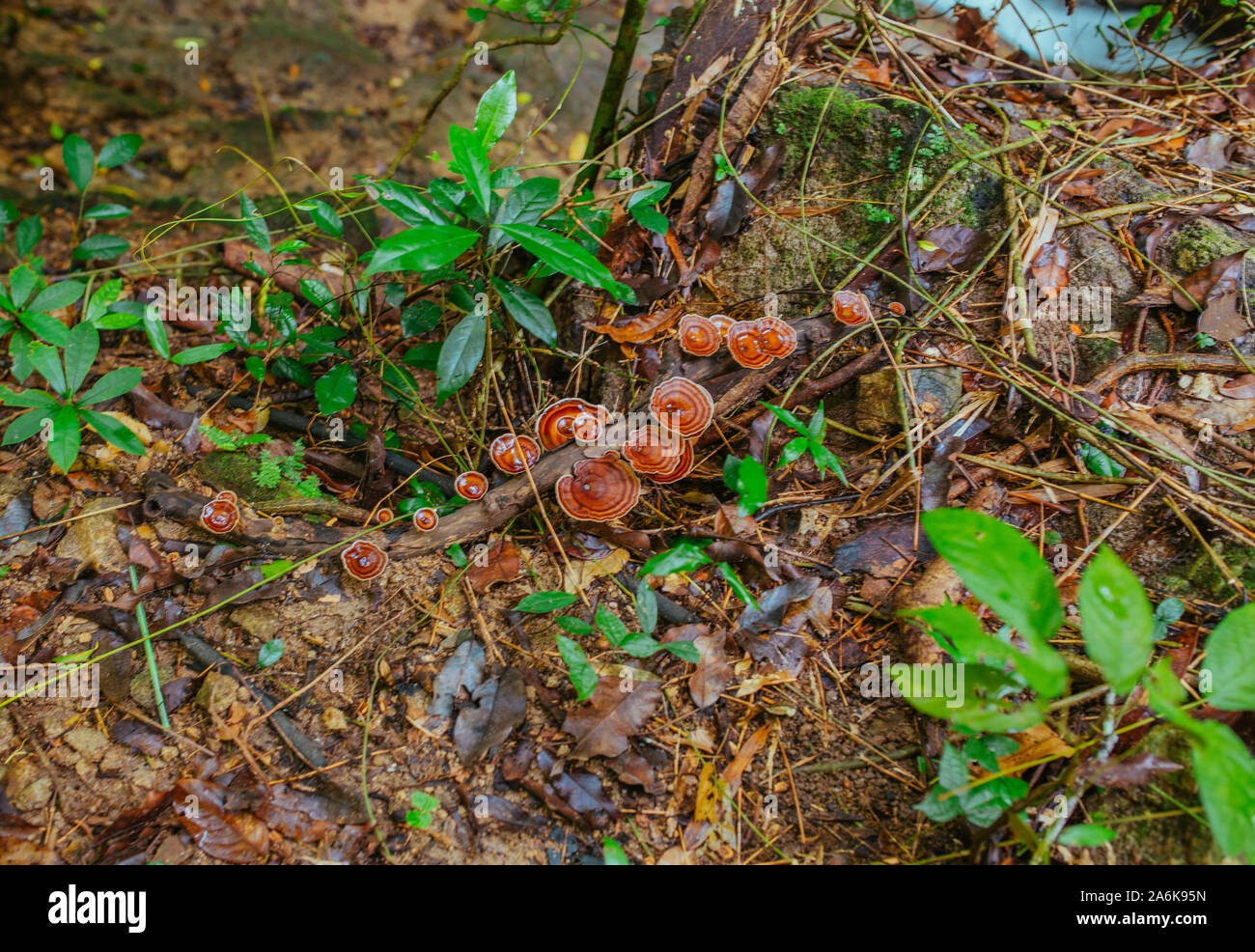 Tropical Mushrooms on a rotting Tree in Thailand forest Stock Photo - Alamy