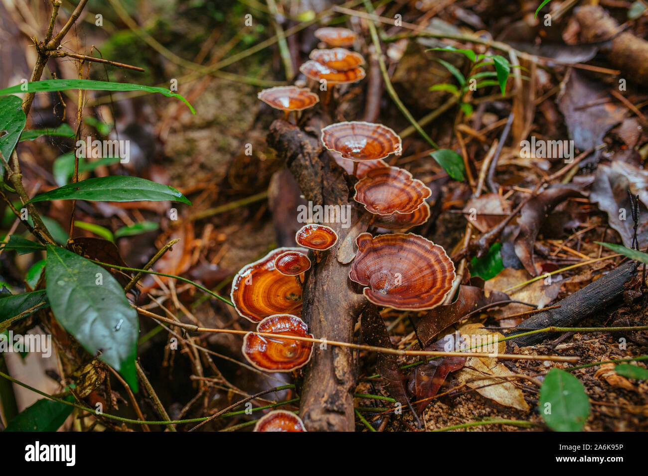 Tropical Mushrooms on a rotting Tree in Thailand forest Stock Photo - Alamy