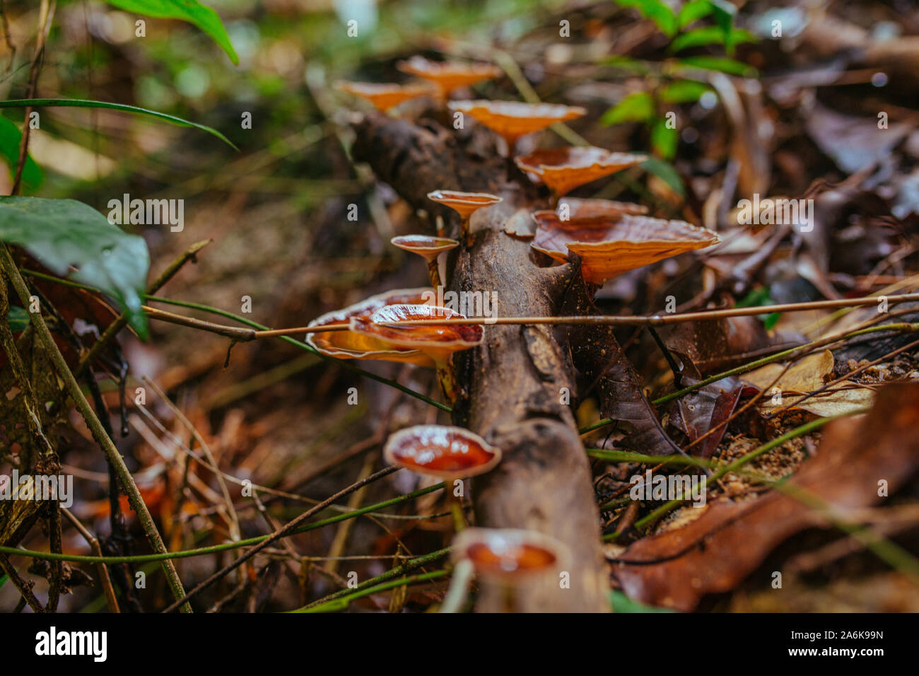 Tropical Mushrooms on a rotting Tree in Thailand forest Stock Photo - Alamy
