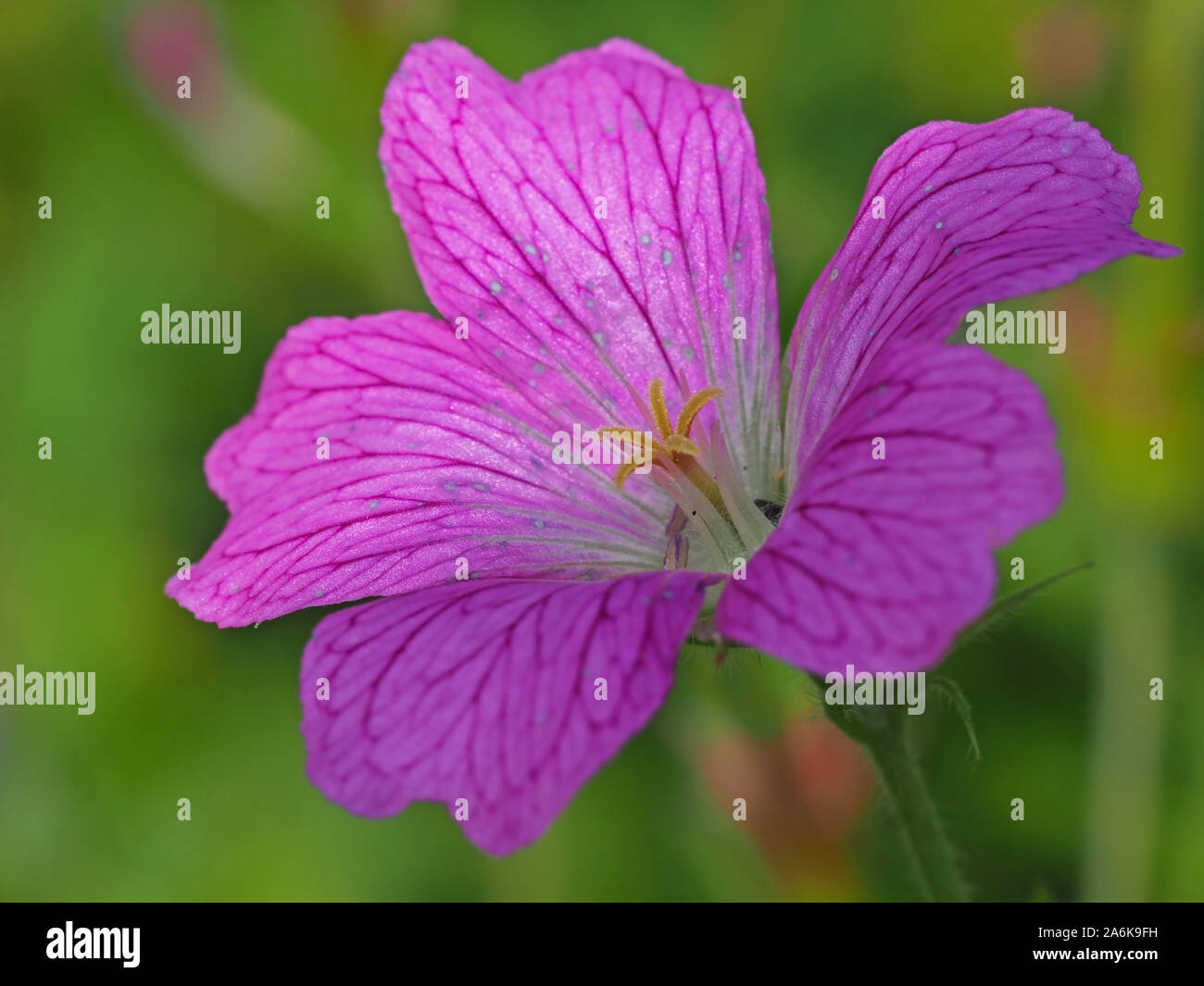 Pink cranesbill hi-res stock photography and images - Alamy