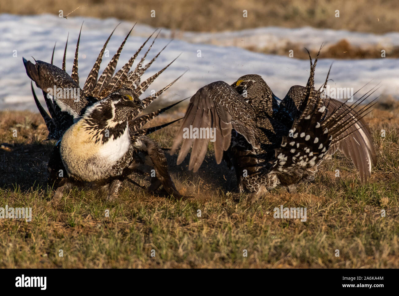 Sage grouse bird species hi-res stock photography and images - Alamy