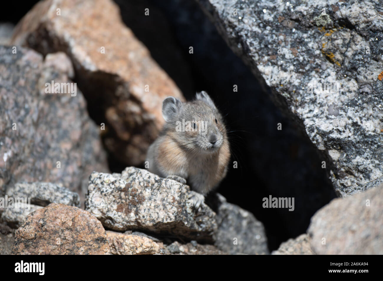 American pika rocky mountains colorado hi-res stock photography and ...