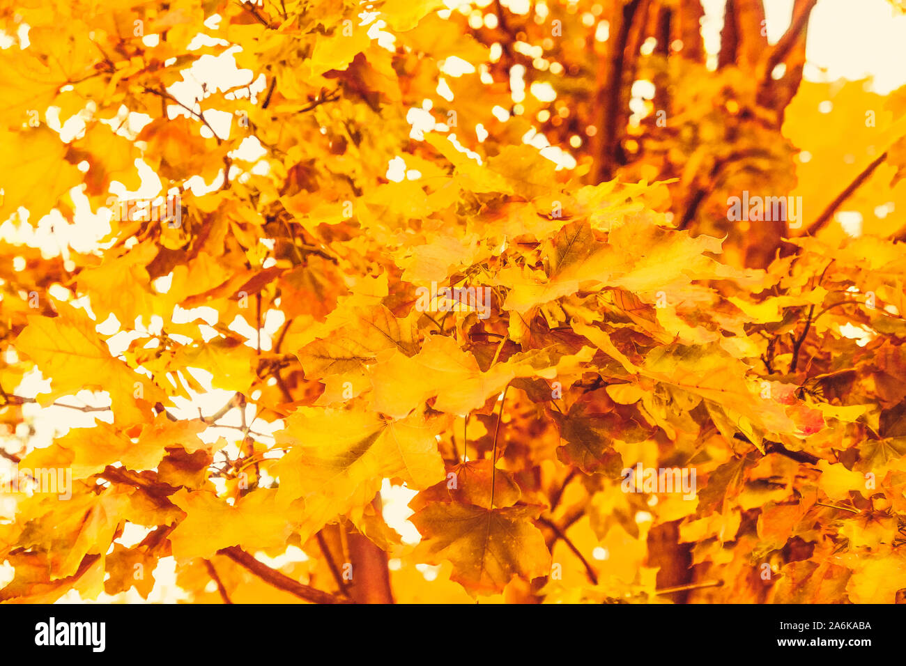Seasonal travel, retro backdrop and rural environment concept ...