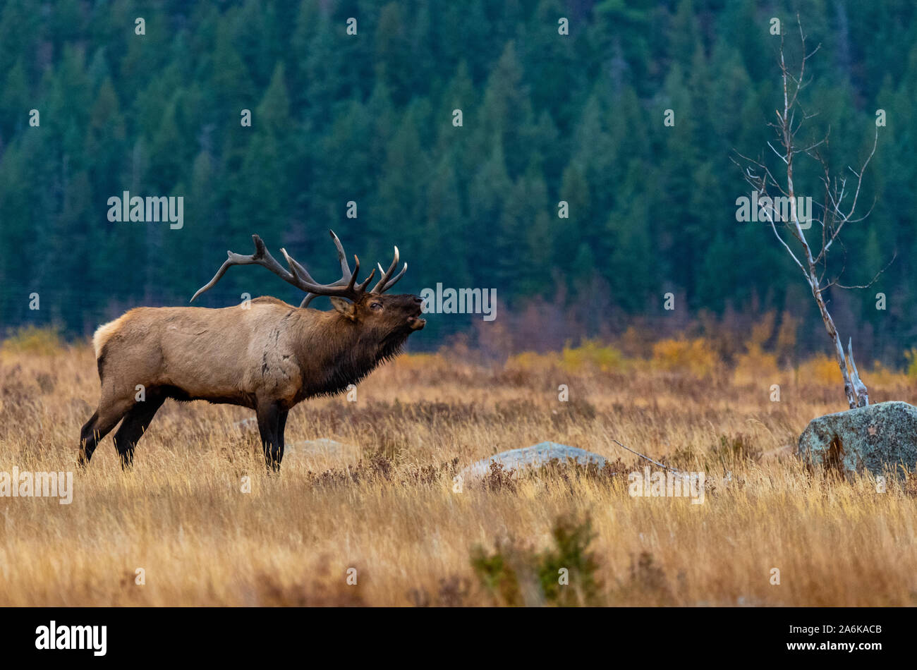 A Large Bull Elk Bugling During the Fall Rut Stock Photo - Alamy