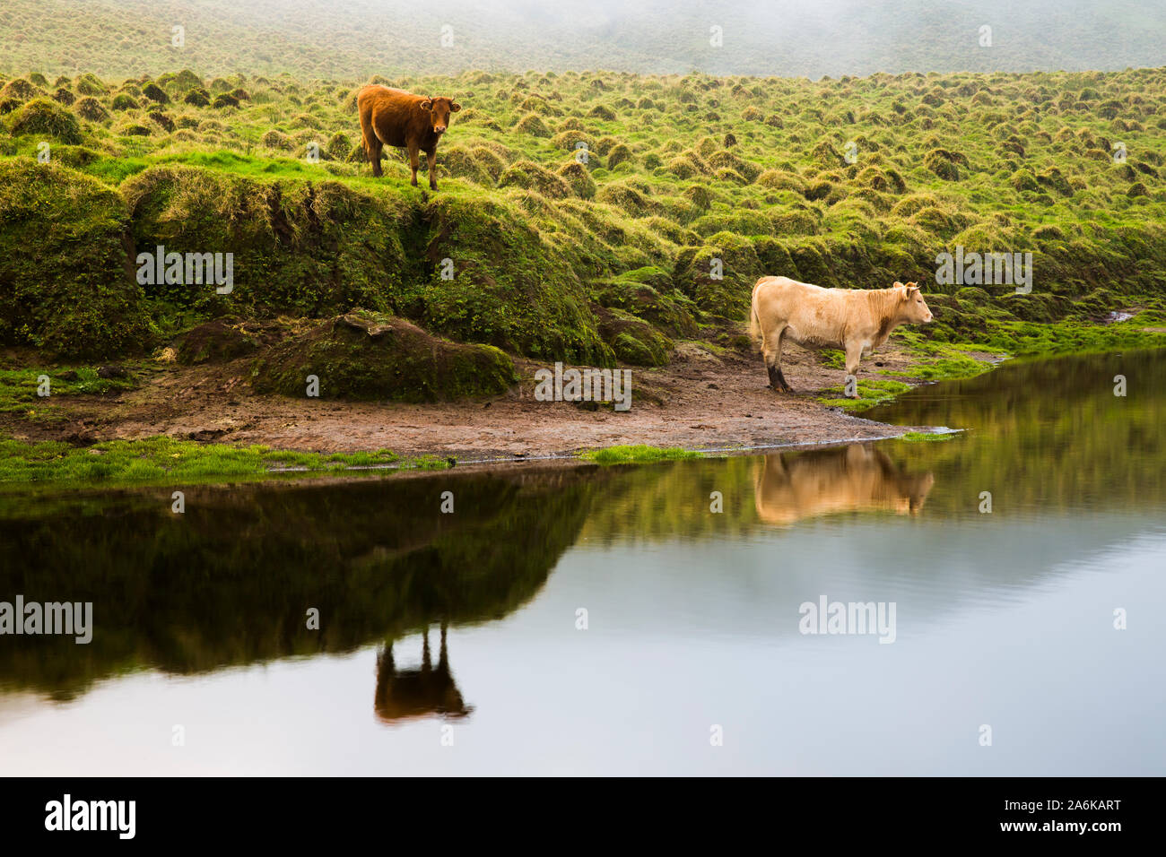 Cows around Lagoa do Peixinho. Pico, Azores, Portugal Stock Photo - Alamy