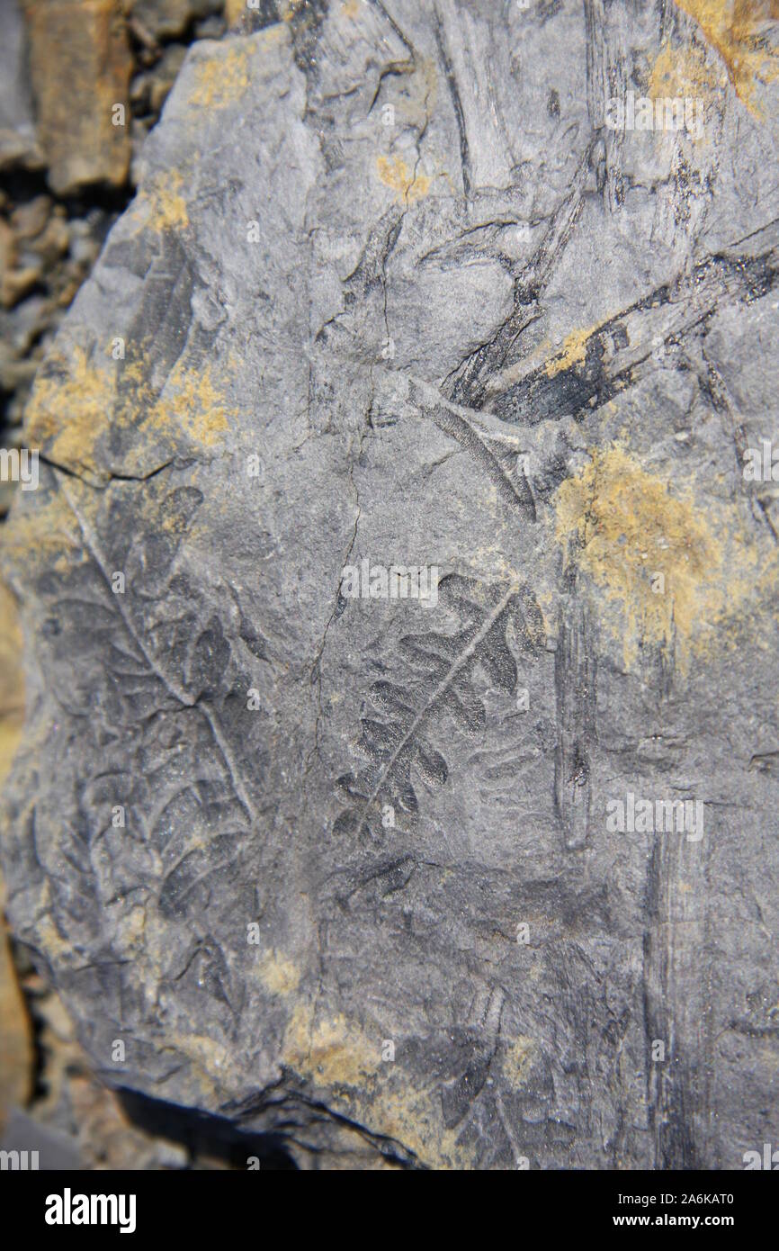 Primitive plant fossils hi-res stock photography and images - Alamy