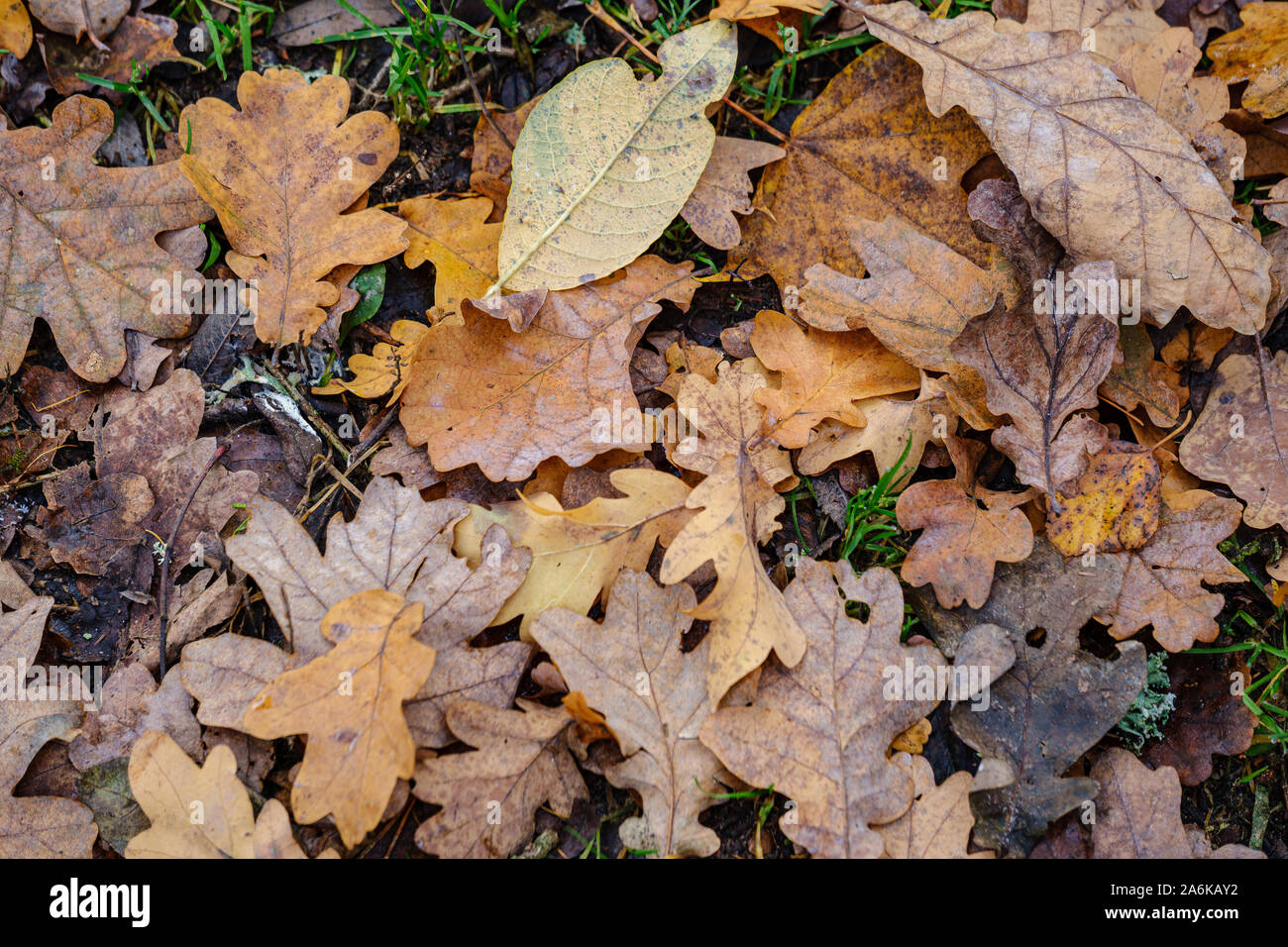 dark brown autumnal tree leaves on the ground. textured pattern in ...