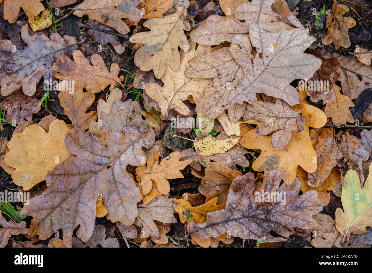 dark brown autumnal tree leaves on the ground. textured pattern in ...