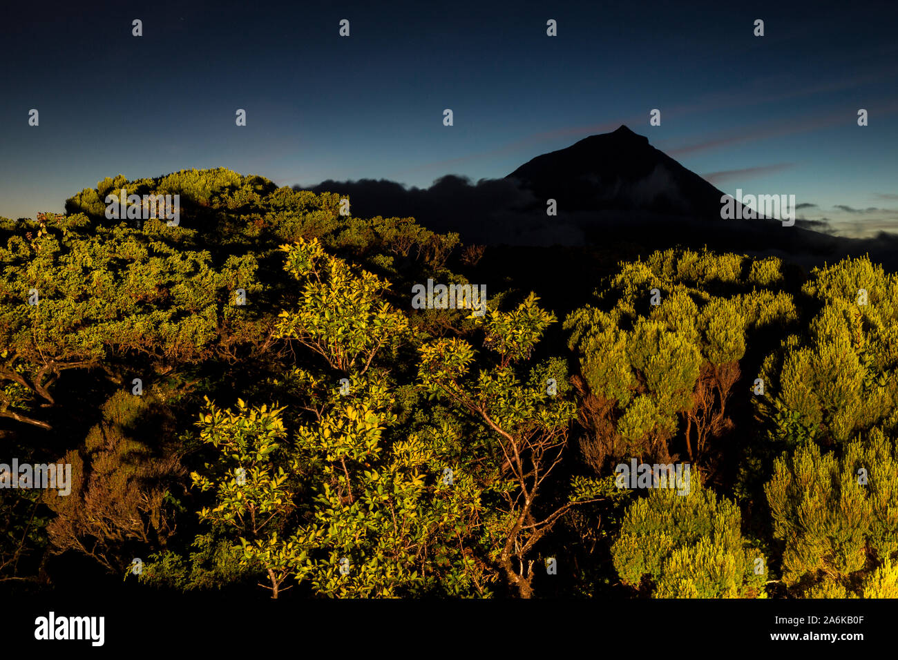 Azorean juniper hi-res stock photography and images - Alamy