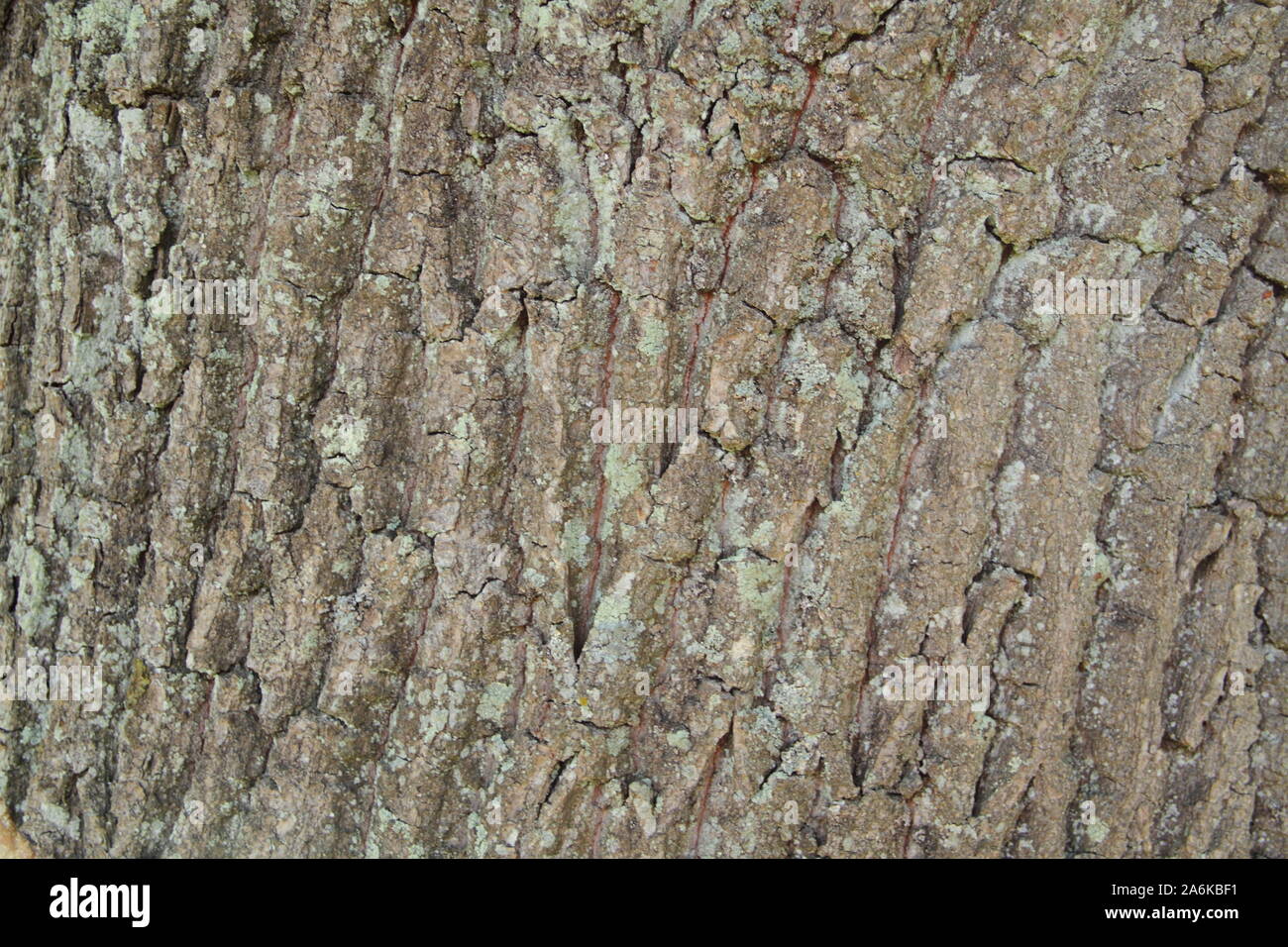 tree bark as a background Stock Photo - Alamy