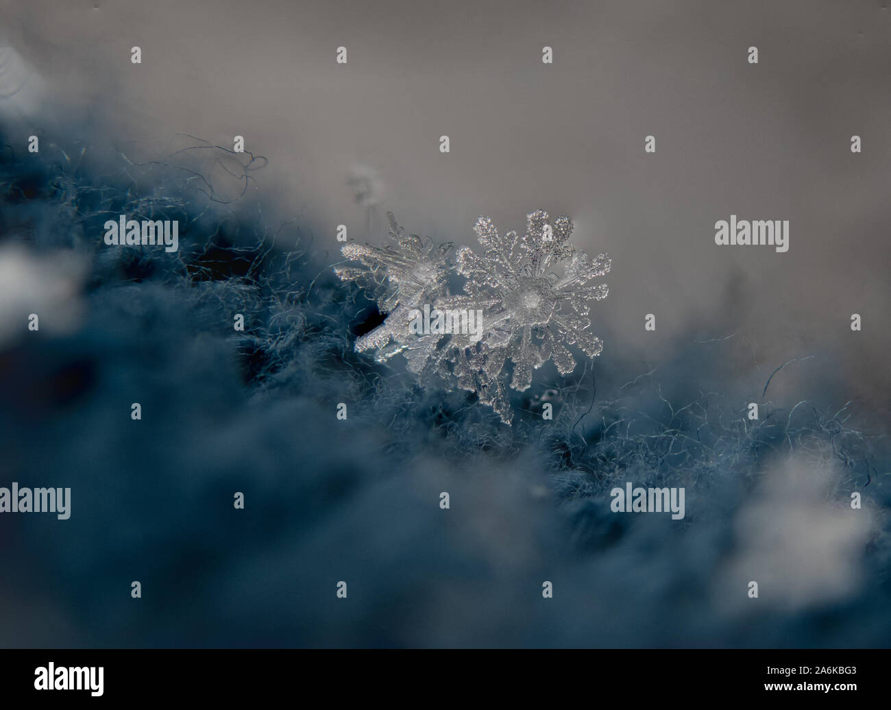 A Pretty Snowflake in a Snowstorm Stock Photo - Alamy