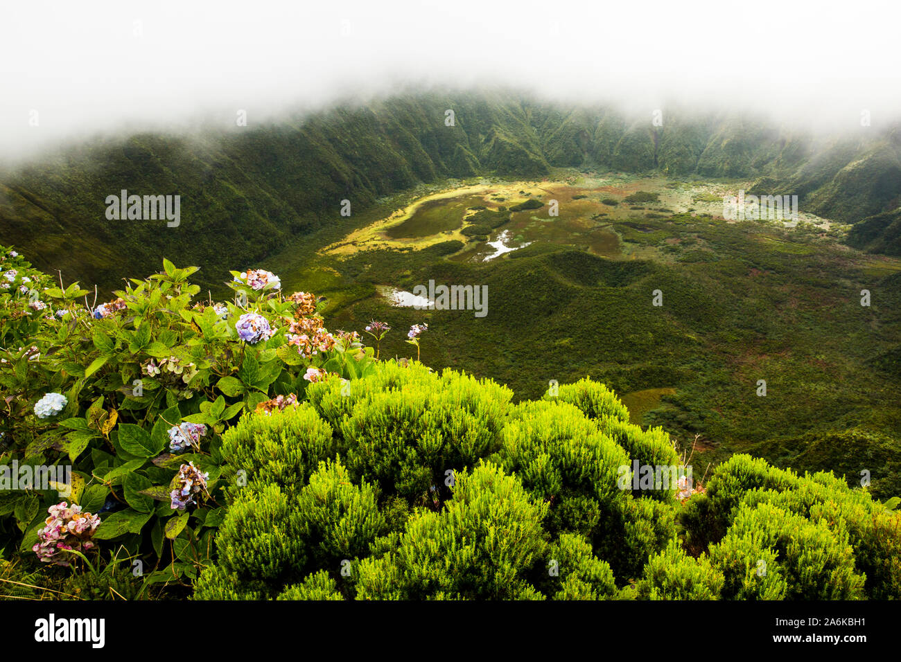 Azores hydrangea macrophylla landscape hi-res stock photography and ...