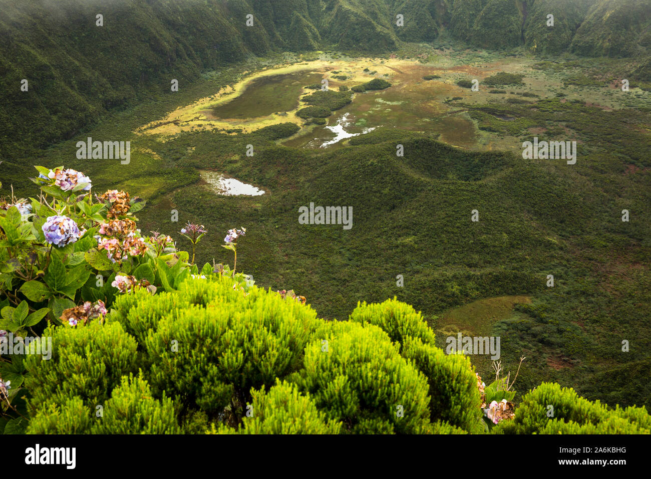 Azores faial hydrangea hi-res stock photography and images - Alamy
