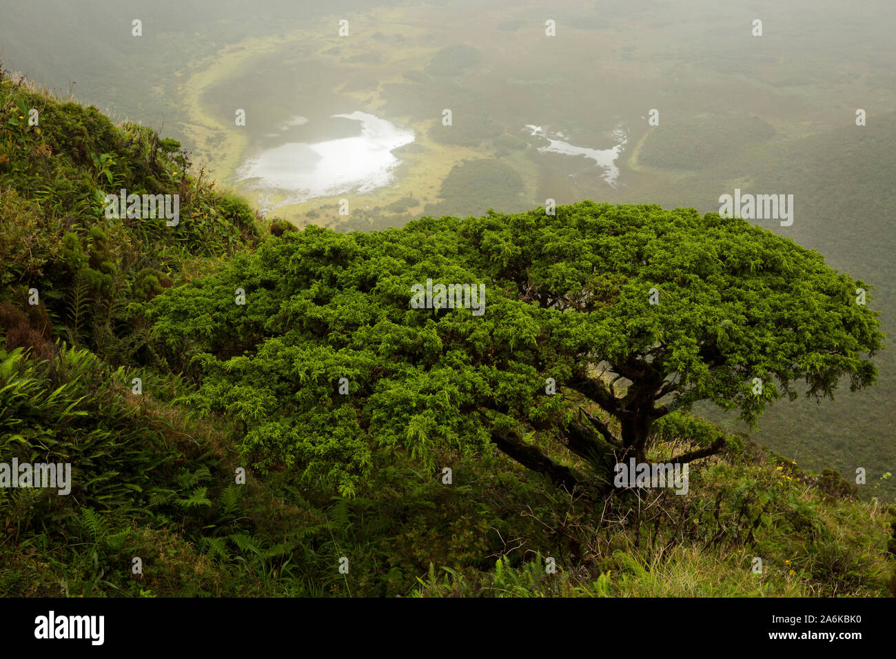 Juniper tree at Faial caldera. Azores, Portugal Stock Photo - Alamy