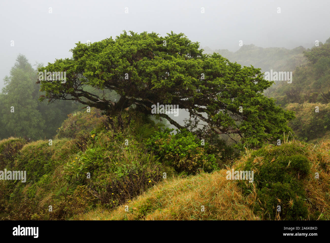 Juniper tree at Faial. Azores, Portugal Stock Photo - Alamy