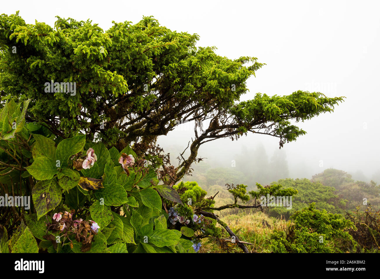 Juniper tree at Faial. Azores, Portugal Stock Photo - Alamy