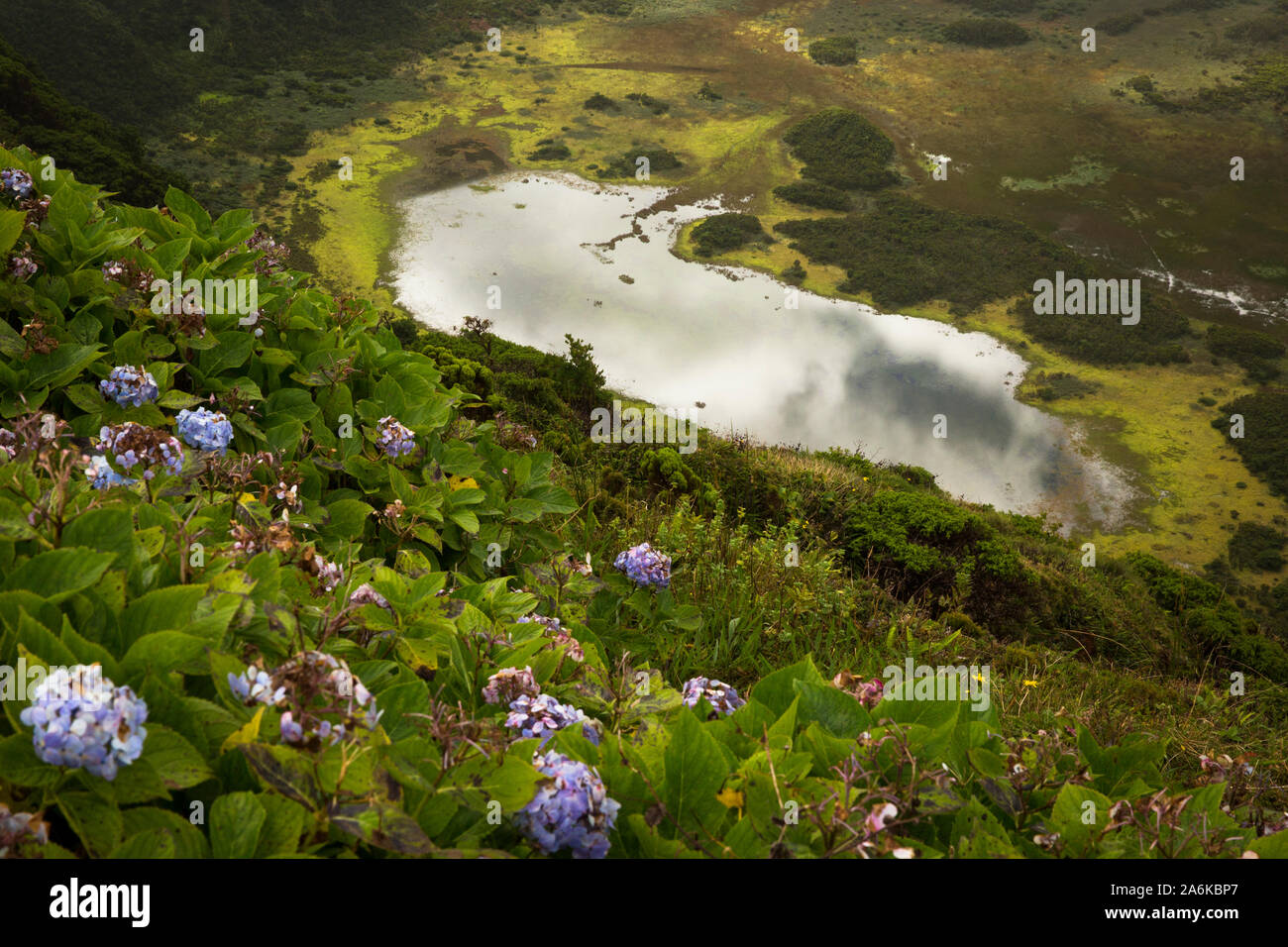 Azores hydrangea macrophylla landscape hi-res stock photography and ...