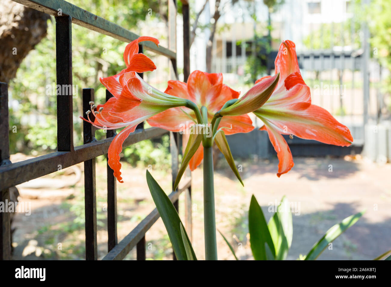 Asuncion, Paraguay. 27th October, 2019. Bicolor amaryllis (Hippeastrum ...