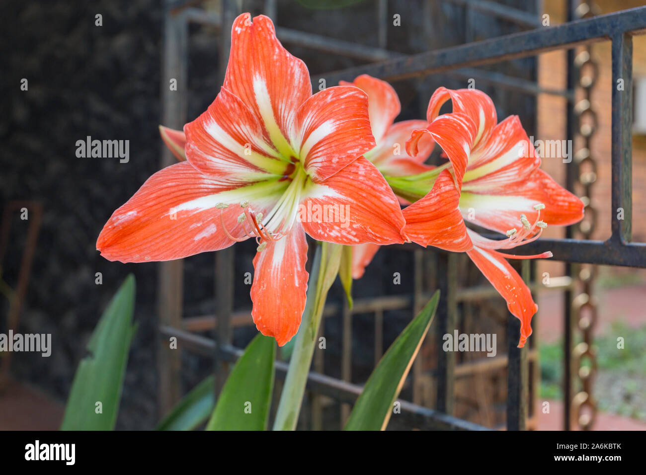 Asuncion, Paraguay. 27th October, 2019. Bicolor amaryllis (Hippeastrum ...