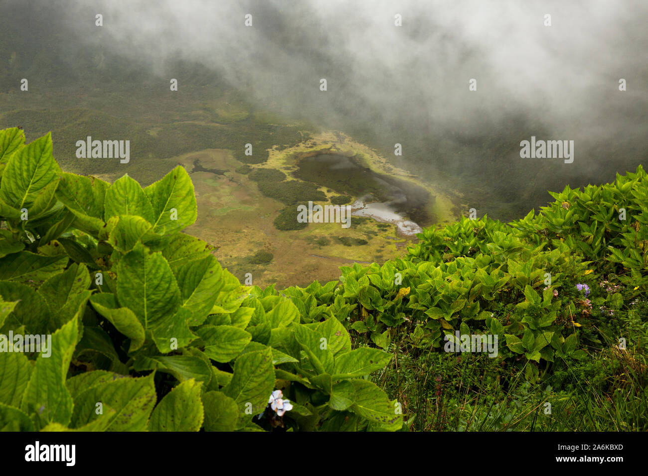 Hydrangea macrophylla green cloud hi-res stock photography and images ...