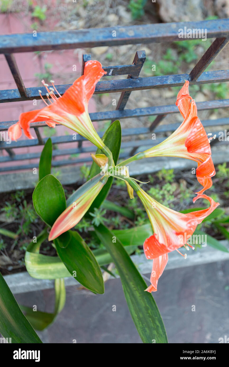 Amaryllis hippeastrum hybrid hi-res stock photography and images - Alamy