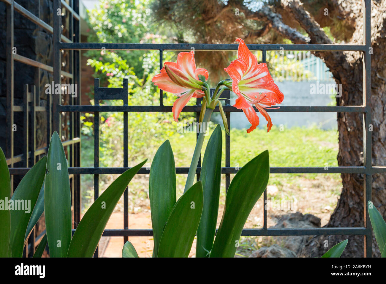Asuncion, Paraguay. 27th October, 2019. Bicolor amaryllis (Hippeastrum ...