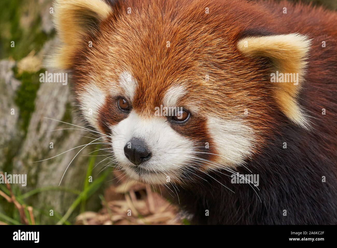 Close up portrait of a Red Panda, aka Lesser Panda Stock Photo - Alamy