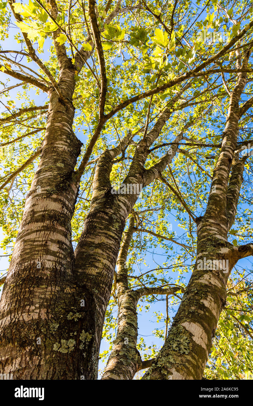 View of the Sky Through the Branches of a Tree Stock Photo - Alamy