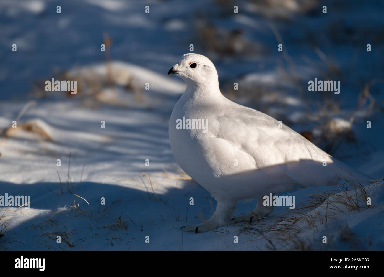 White tailed ptarmigan winter hi-res stock photography and images - Alamy