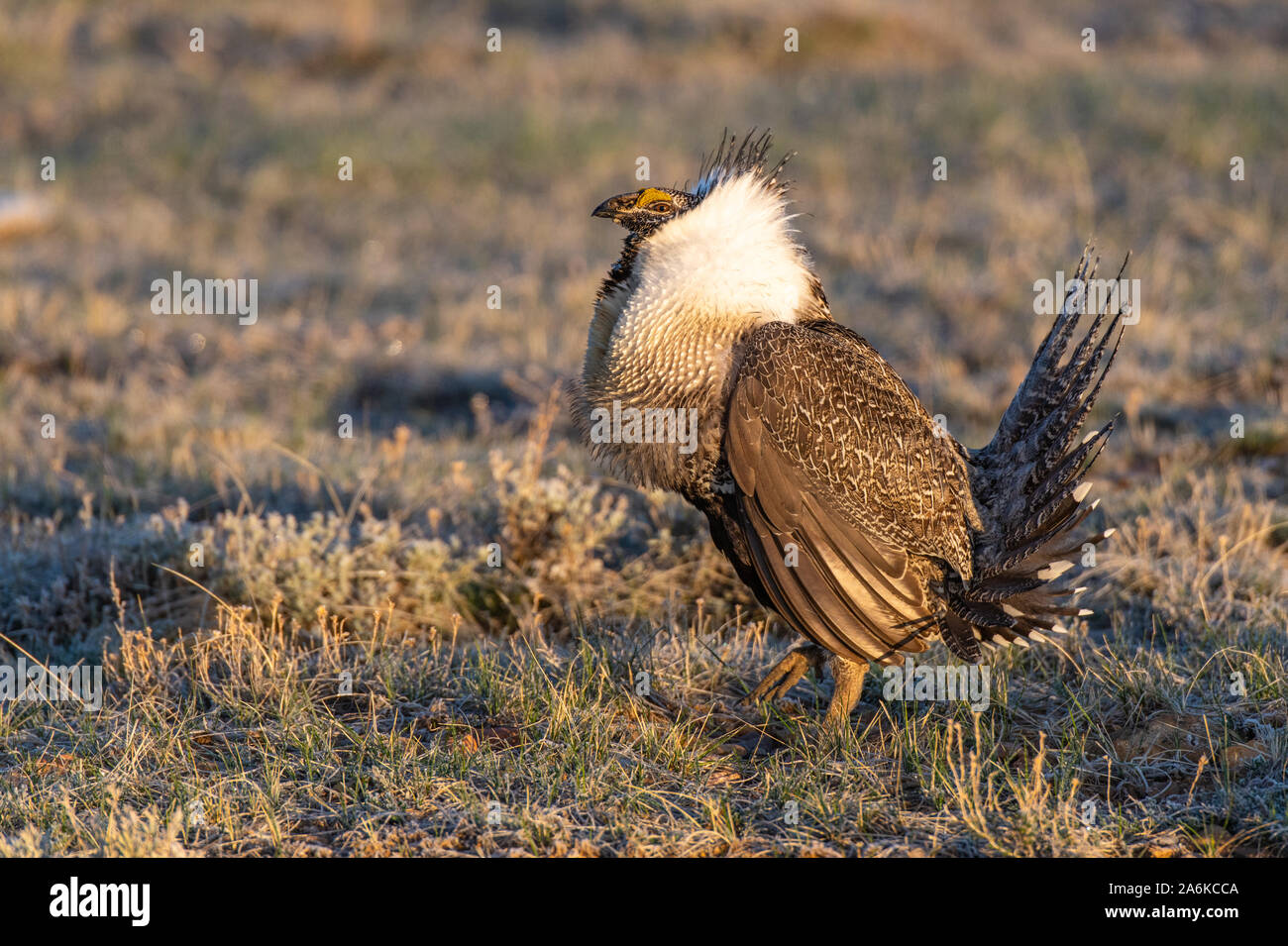 Sage grouse breeding behavior hi-res stock photography and images - Alamy