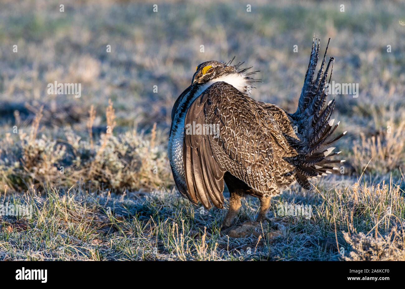 Threatened grouse species hi-res stock photography and images - Alamy