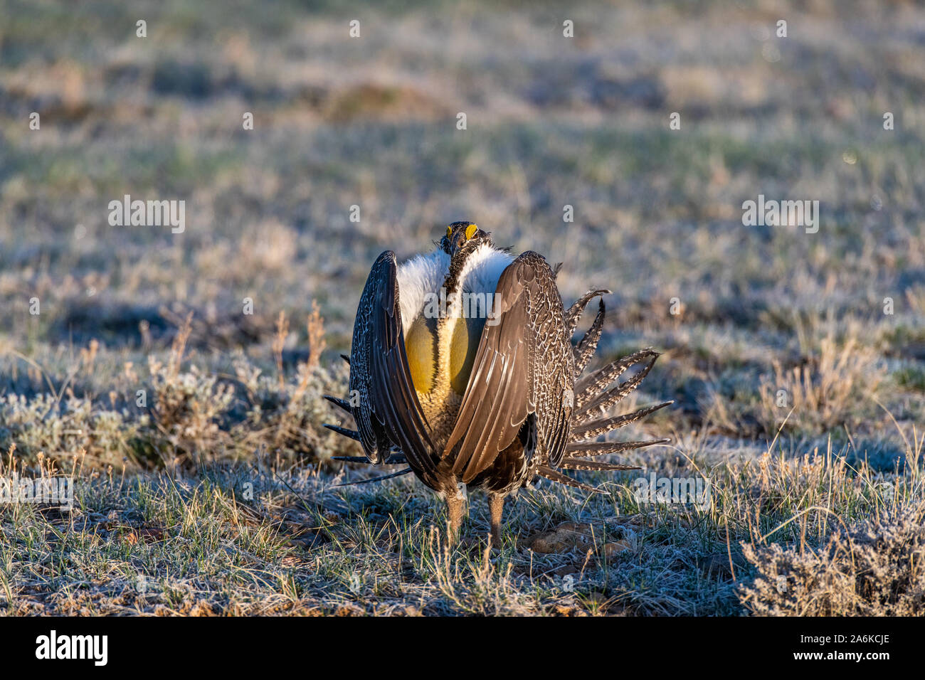Sage grouse courtship display hi-res stock photography and images - Alamy